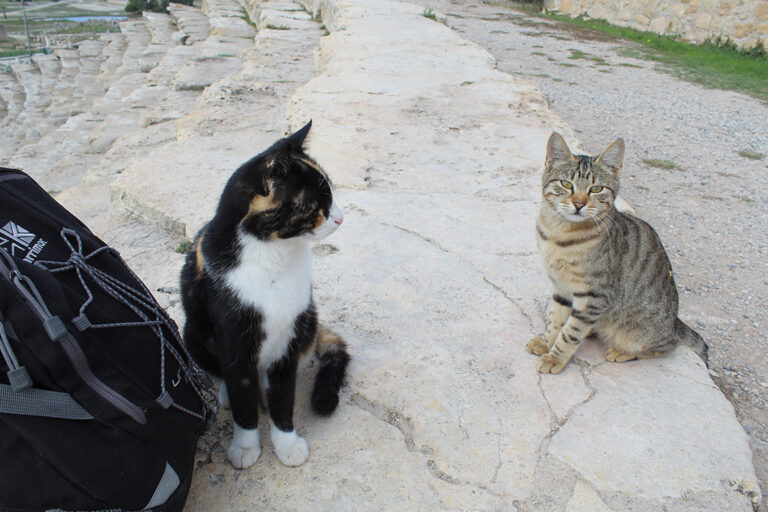Why are there lots of cats in Turkey? - JenyaTravels
